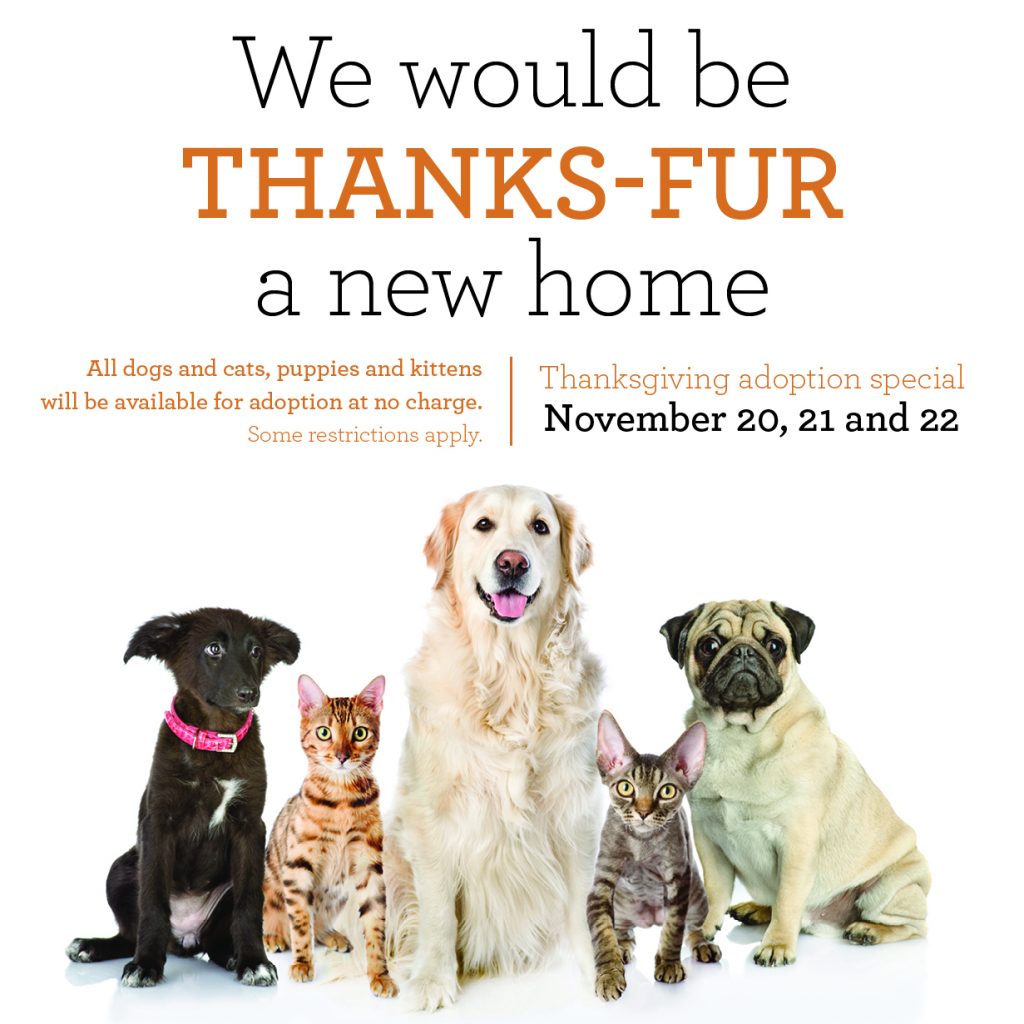 Thanks-Fur A New Home Pet Adoption Special For Thanksgiving - City of ...