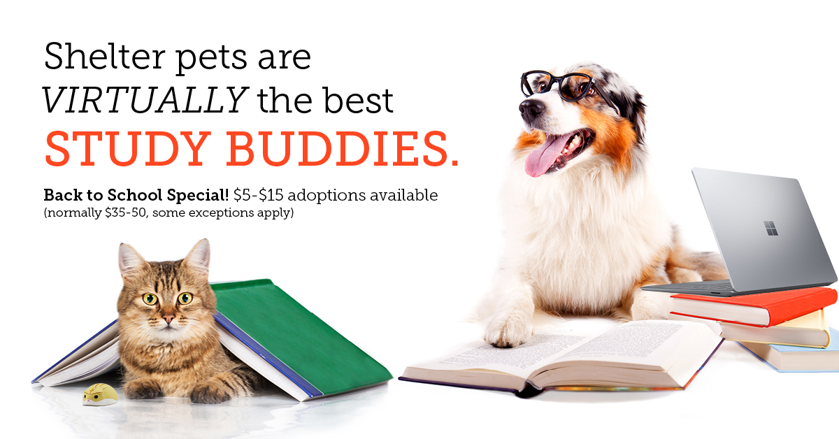 Shelter pets are virtually the best Study Buddies - City of Huntsville