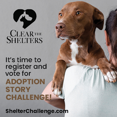 Time to vote for the Best Pet Story and earn donations for the Animal ...