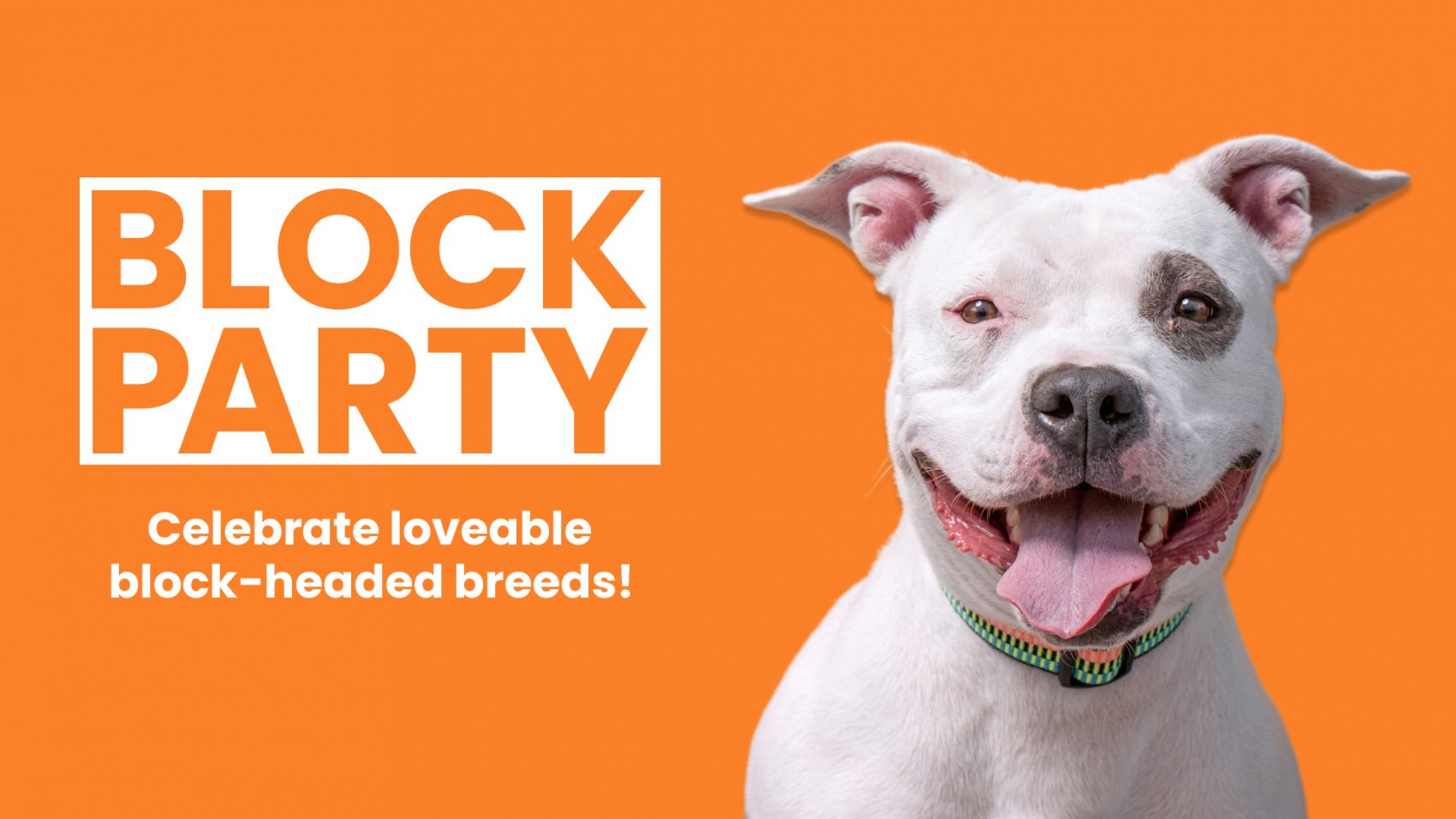 'Paw-ty animals': Huntsville Animal Services to host Fall Block Party ...