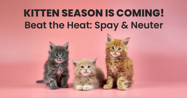 Kitten Season is coming – beat the heat by spaying and neutering your ...