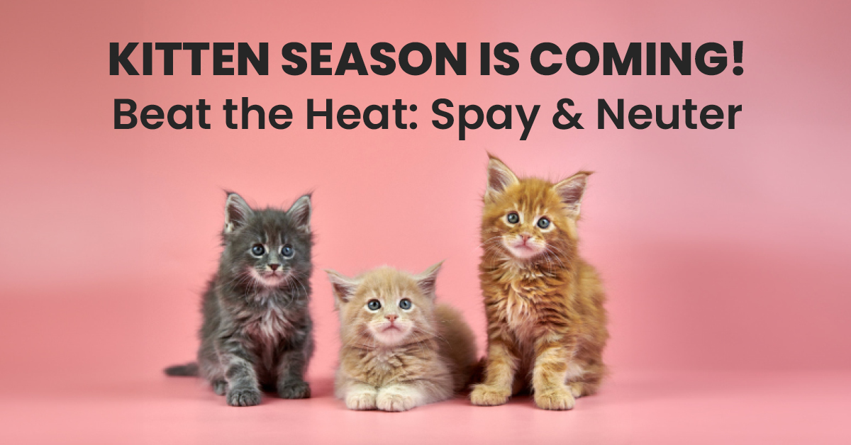 Kitten Season is coming – beat the heat by spaying and neutering your ...