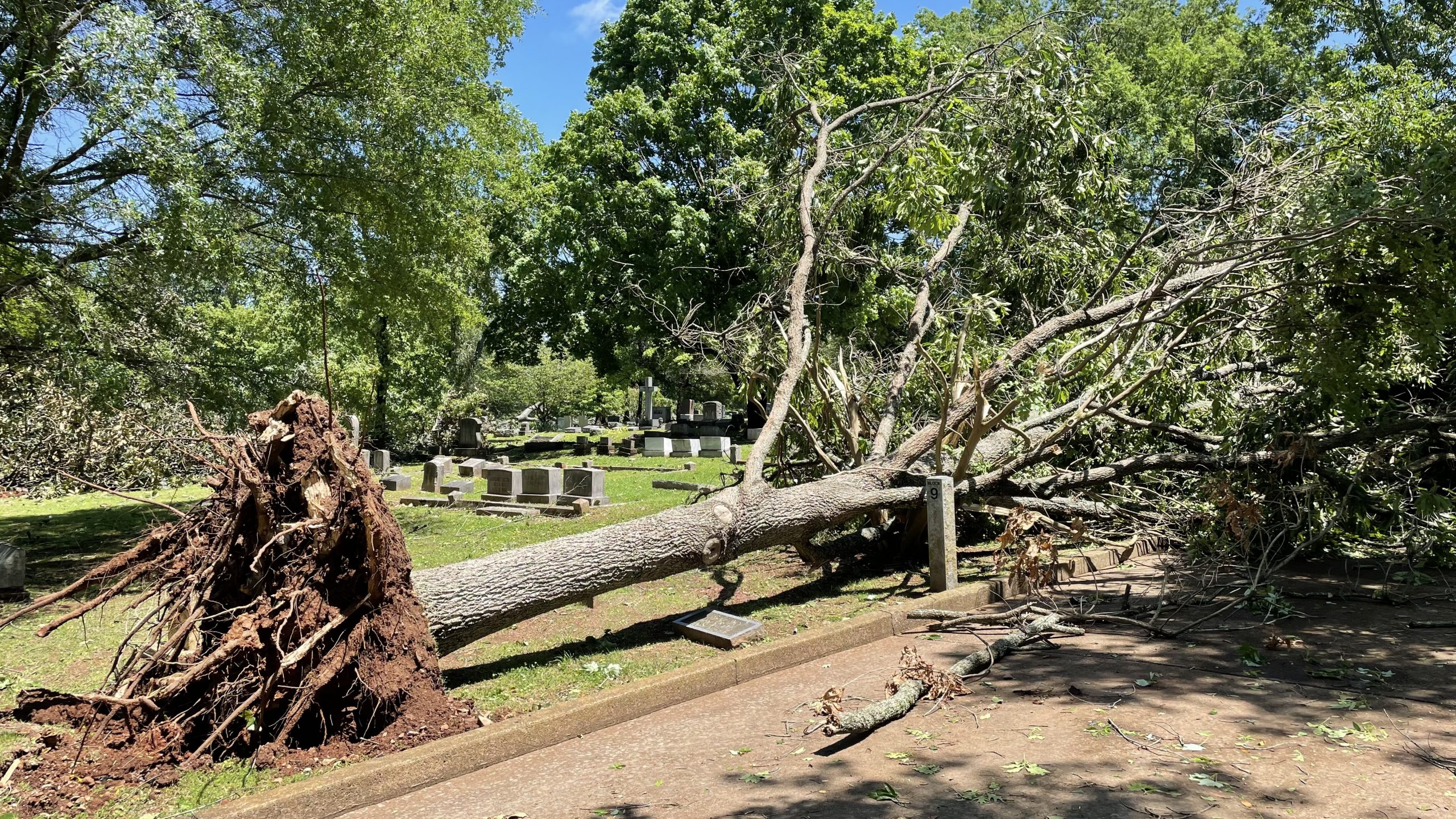Arborist Marc Byers on protecting trees and your budget - City of ...
